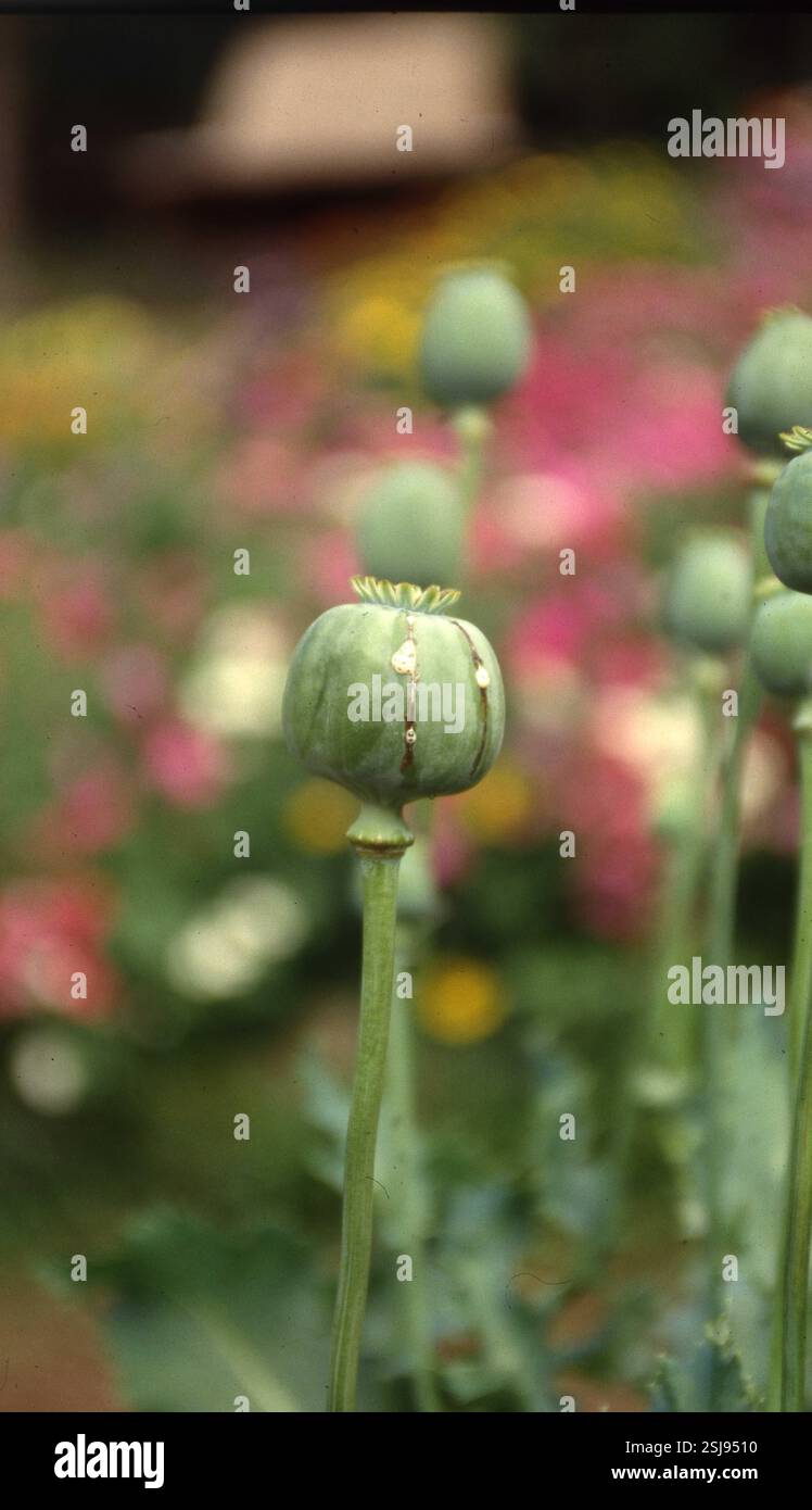 Opium Poppy Papaver somniferum. The opium poppy is the key source for ...