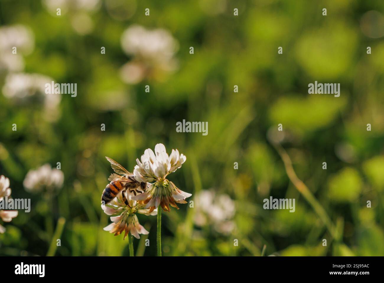 Honey bee collecting nectar on clover blossom. Pollination ...