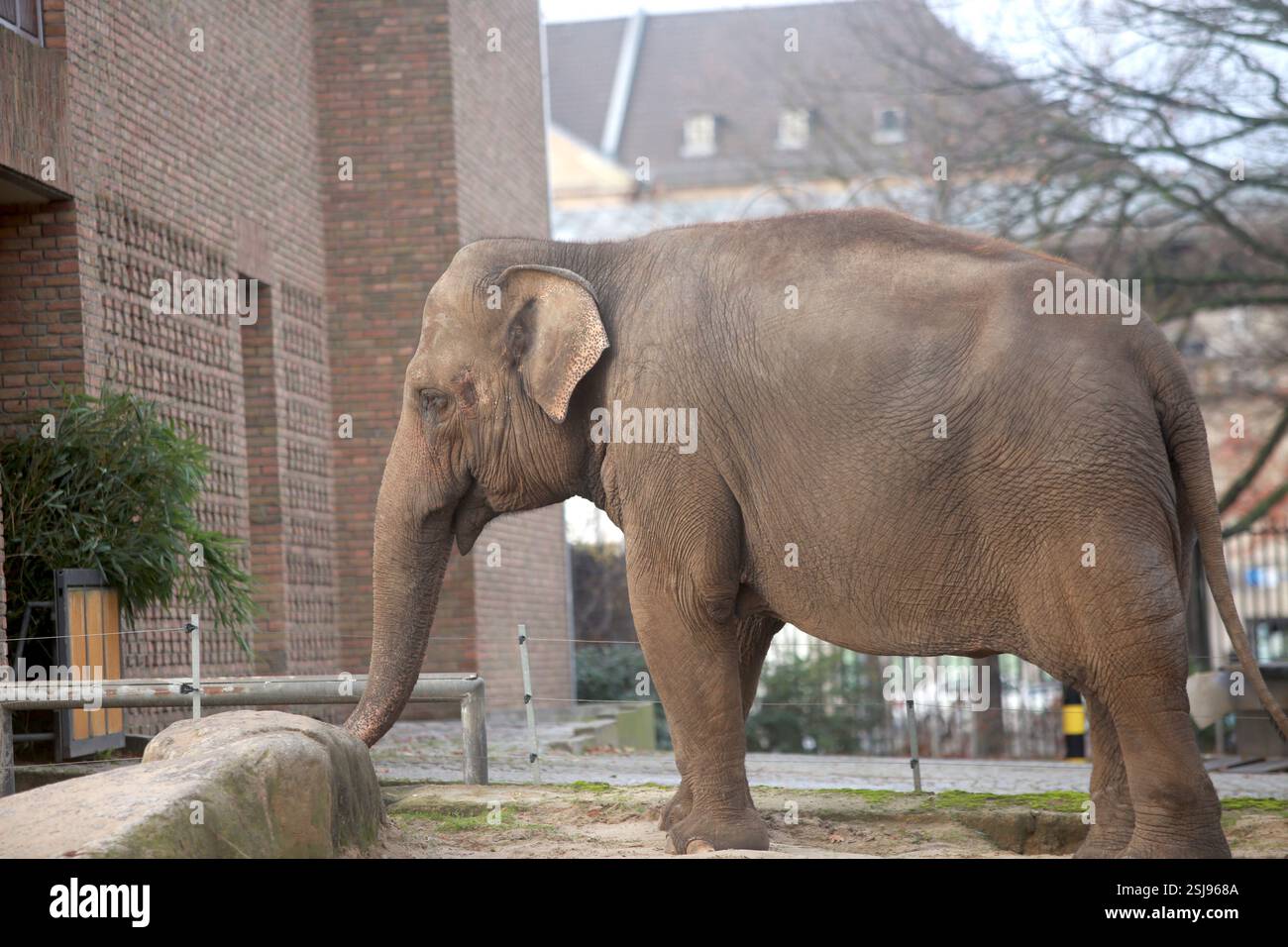Elephant Photographed at the Berlin Zoo in December Stock Photo - Alamy