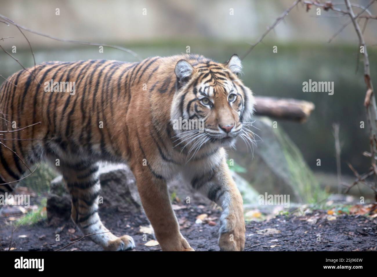 Bengal Tiger (Panthera tigris tigris) in the enclosure at Tierpark ...