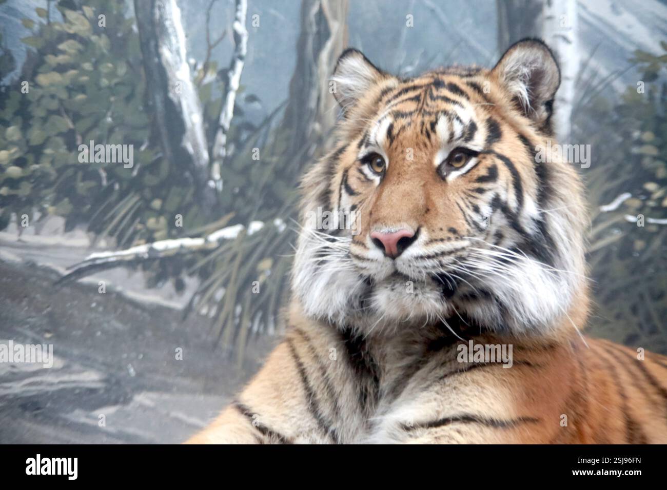 Bengal Tiger (Panthera tigris tigris) in the enclosure at Tierpark ...