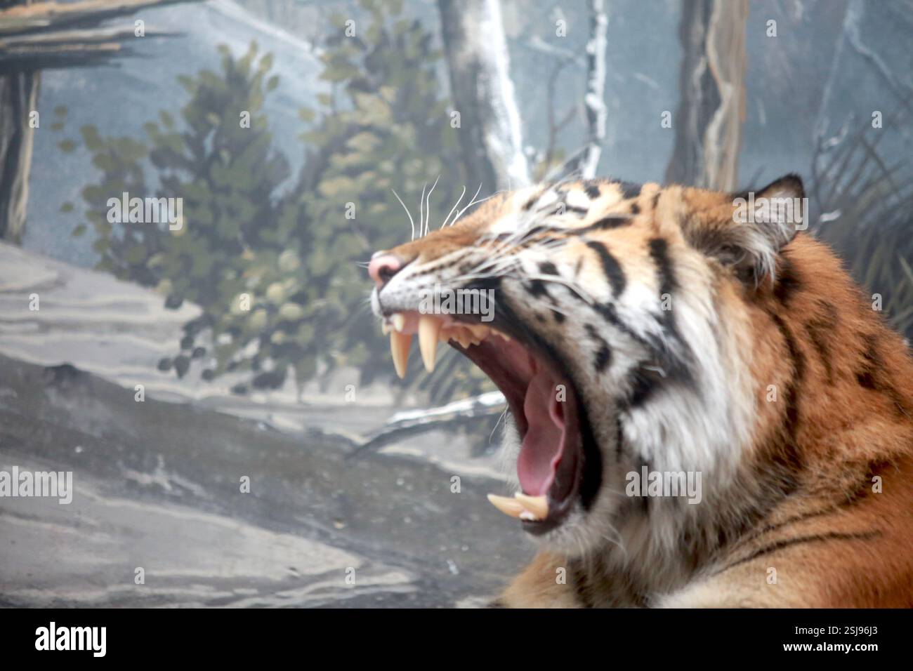 Bengal Tiger (Panthera tigris tigris) in the enclosure at Tierpark ...