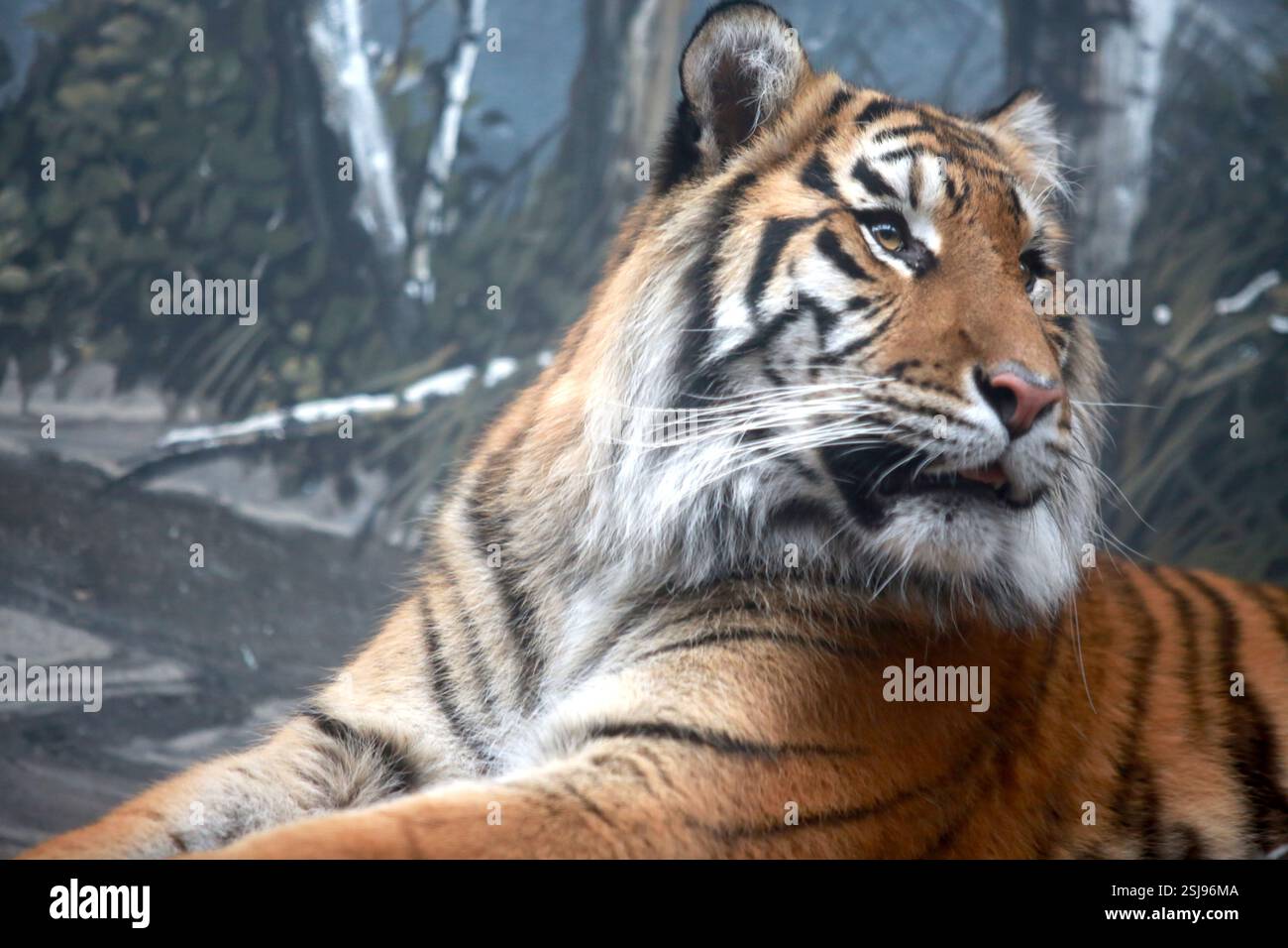 Bengal Tiger (Panthera tigris tigris) in the enclosure at Tierpark ...