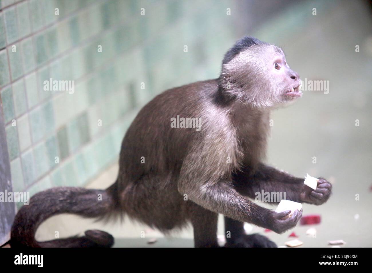 wedge-capped capuchin or Guianan weeper capuchin (Cebus olivaceus ...