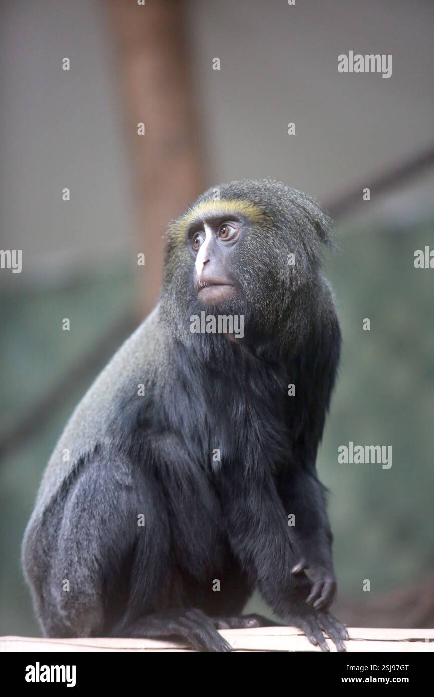 The Hamlyn's monkey (Cercopithecus hamlyni), also known as the owl ...