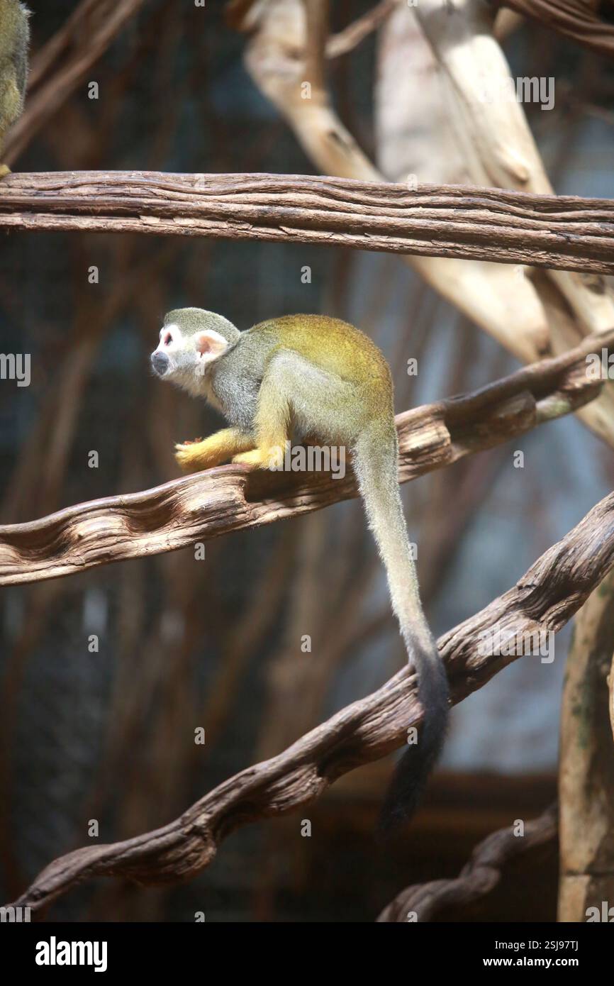 Common squirrel monkey Photographed at the Berlin Zoo in December Stock ...