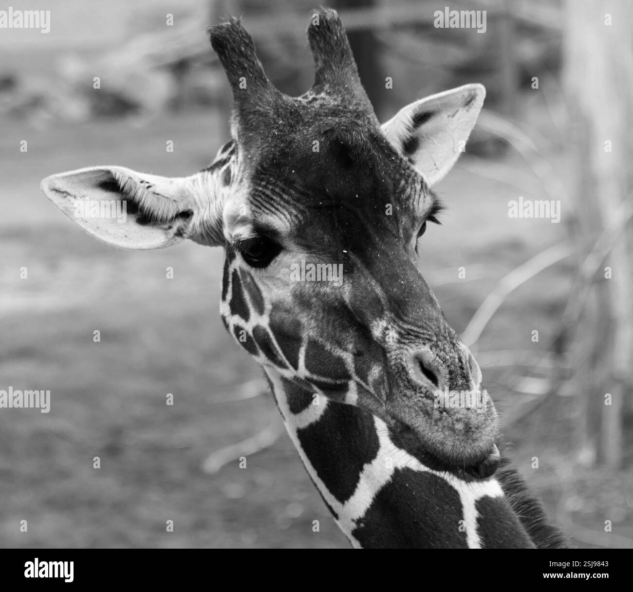 A giraffe at the zoo in black and white Stock Photo - Alamy