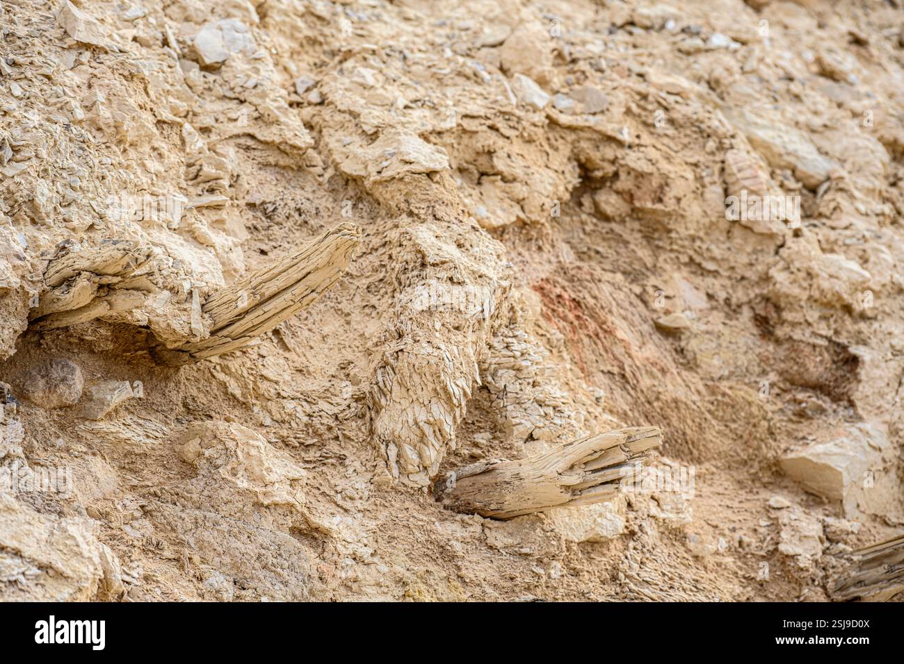 Remains of the wooden beams placed by the Roman to support the rampart ...
