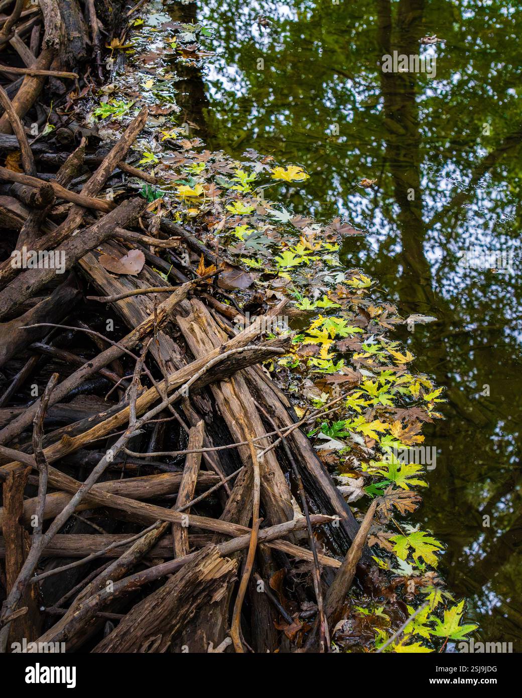 autumn leaves gathering against beaver dam Stock Photo - Alamy