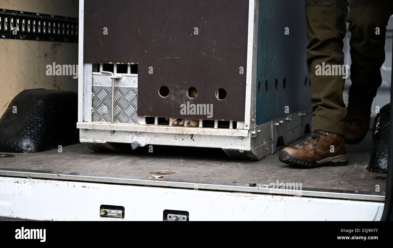 Schwerin, Germany. 11th Feb, 2025. The transport box with the male lion ...