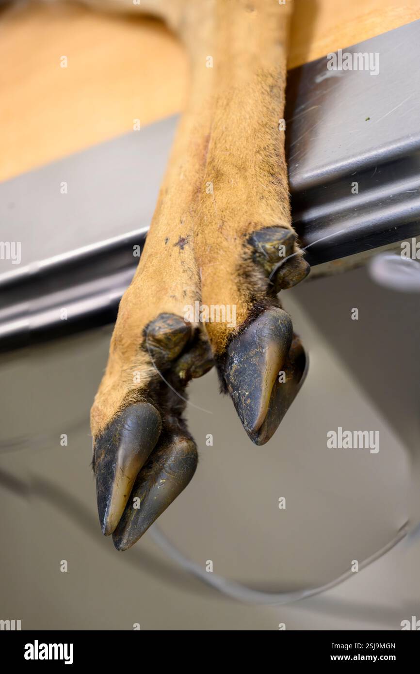 closeup of the rear hoof of an injured female mountain gazelle (Gazella ...