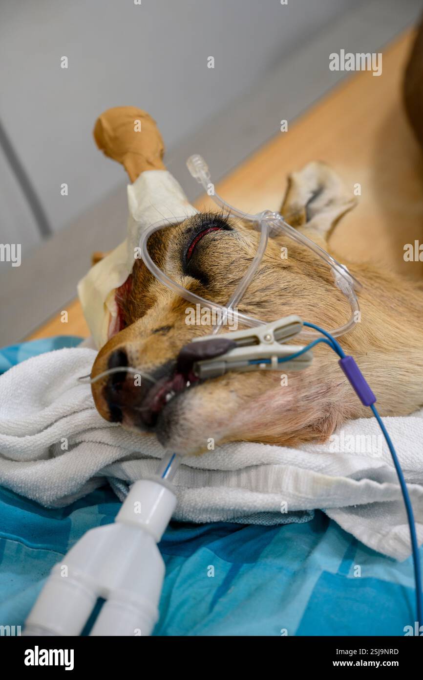 Anaesthetized injured female mountain gazelle (Gazella gazella). on the ...