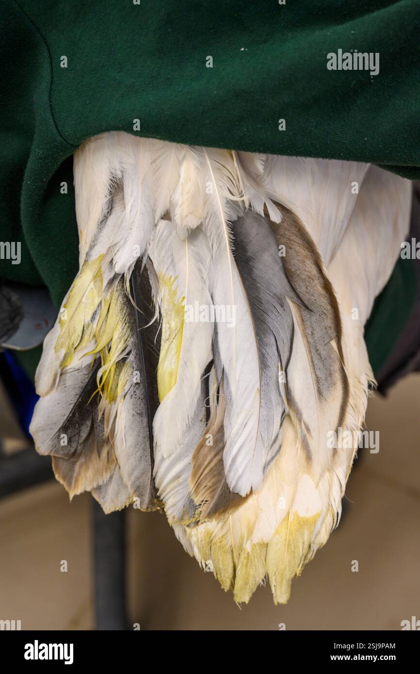 Veterinarian staff are treating a great white pelican (Pelecanus ...
