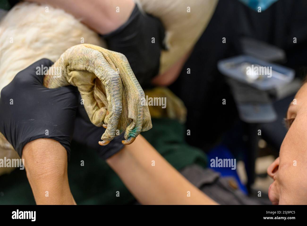 Veterinarian staff are treating a great white pelican (Pelecanus ...
