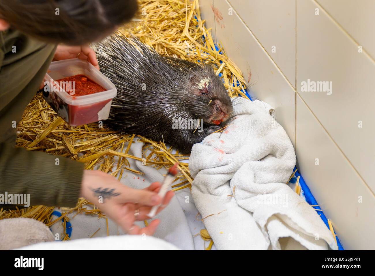 Veterinarian nurse is feeding a female juvenile Indian crested ...