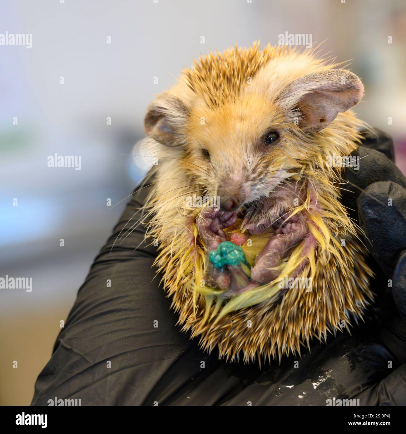 Juvenile suckling long-eared hedgehog (Hemiechinus auritus) with a drop ...