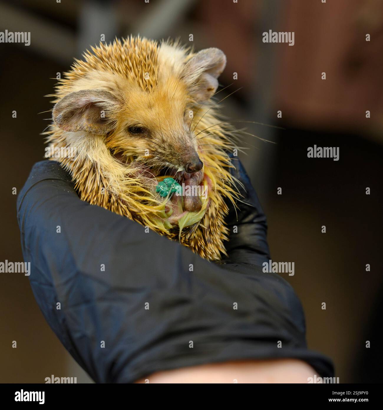 Hedgehog faecal material hi-res stock photography and images - Alamy