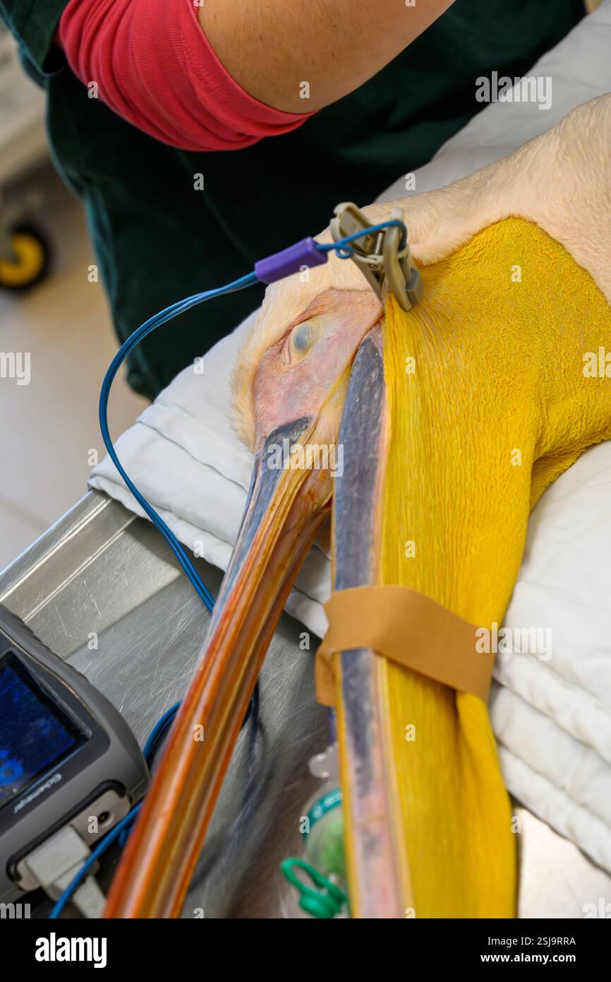 Veterinarian staff are treating an Anaesthetized great white pelican ...
