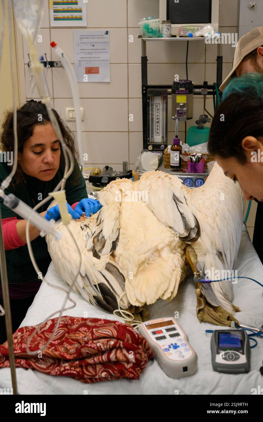 Veterinarian staff are treating an Anaesthetized great white pelican ...