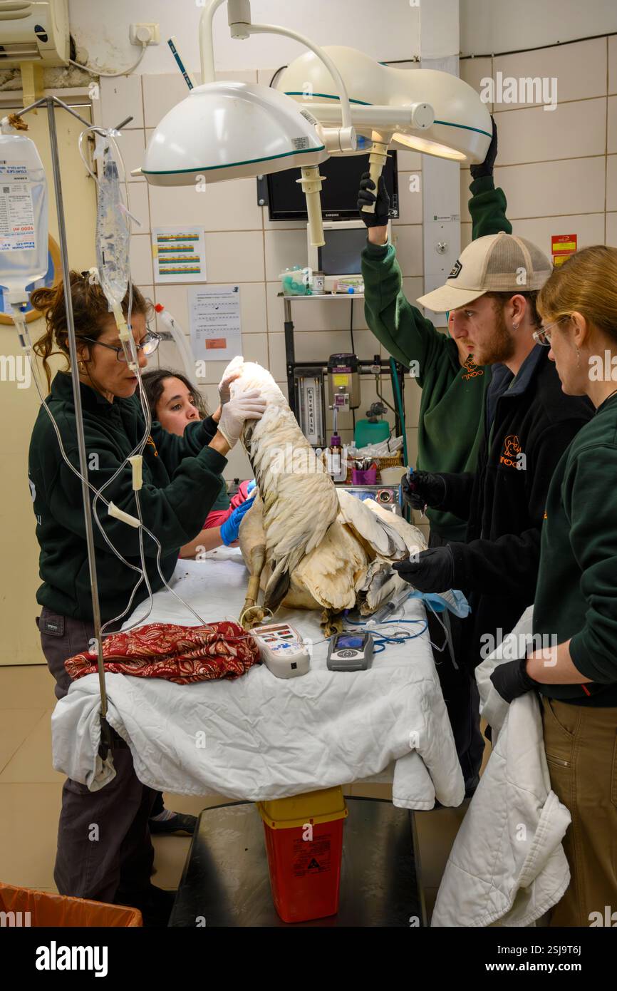 Veterinarian staff are treating an Anaesthetized great white pelican ...