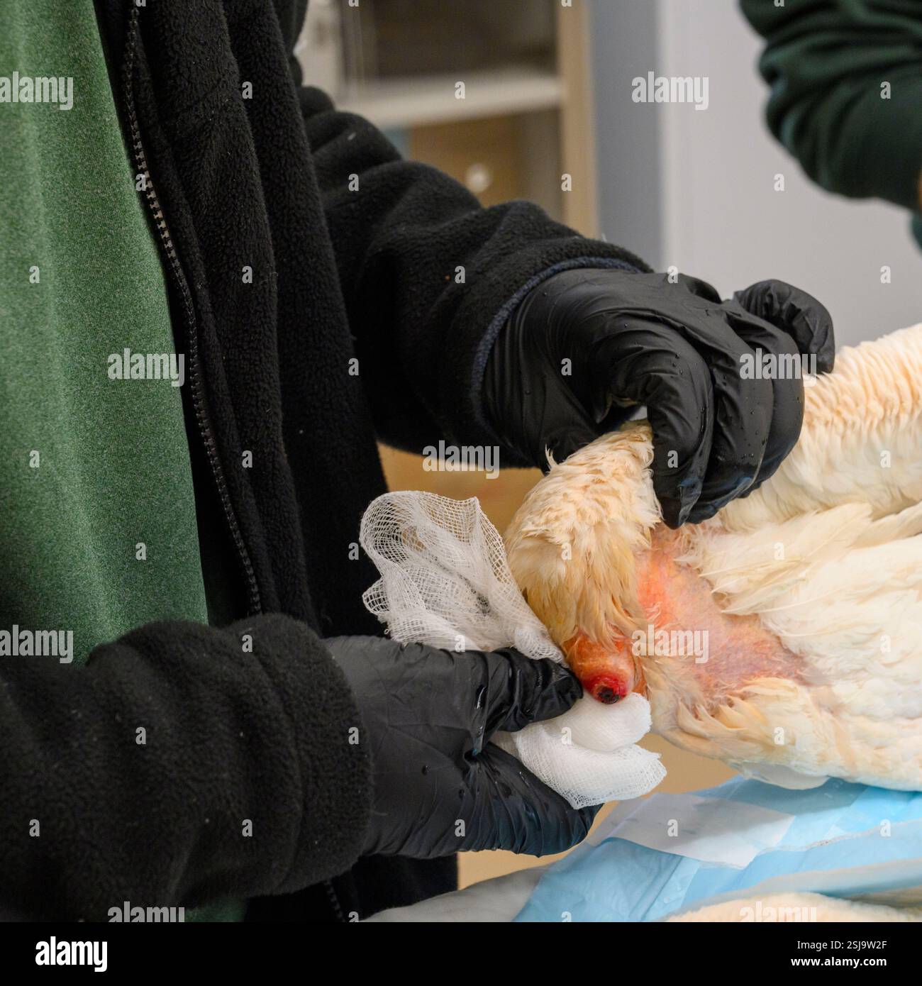 Veterinarian staff are treating an Anaesthetized great white pelican ...