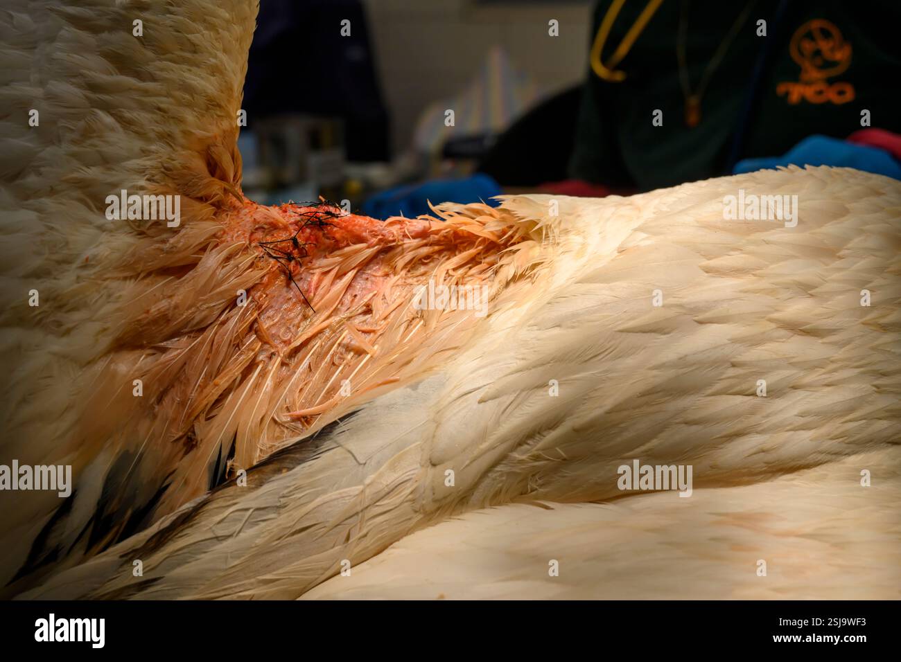Veterinarian staff are treating an Anaesthetized great white pelican ...
