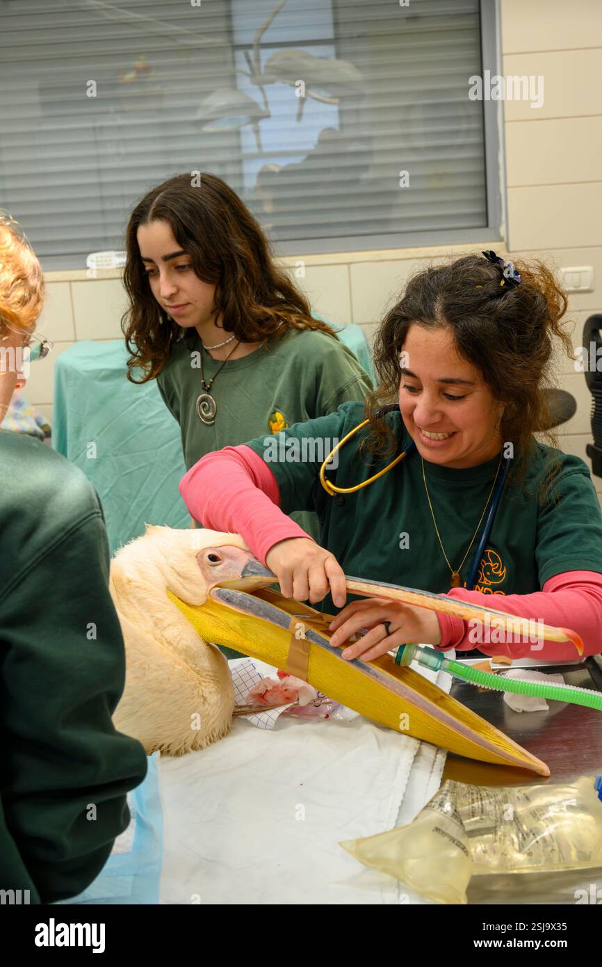 Veterinarian staff are treating an Anaesthetized great white pelican ...