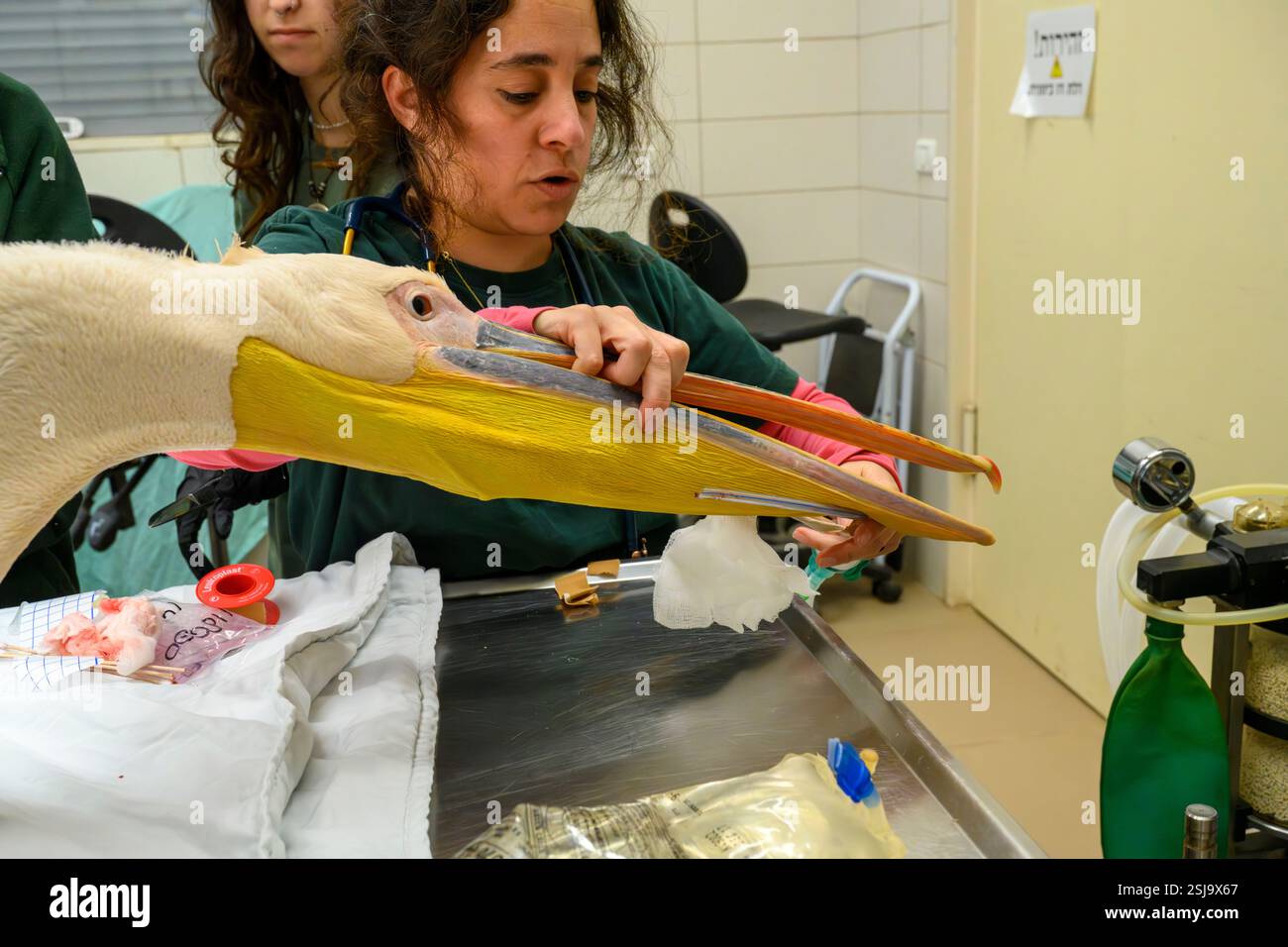 Veterinarian staff are treating an Anaesthetized great white pelican ...