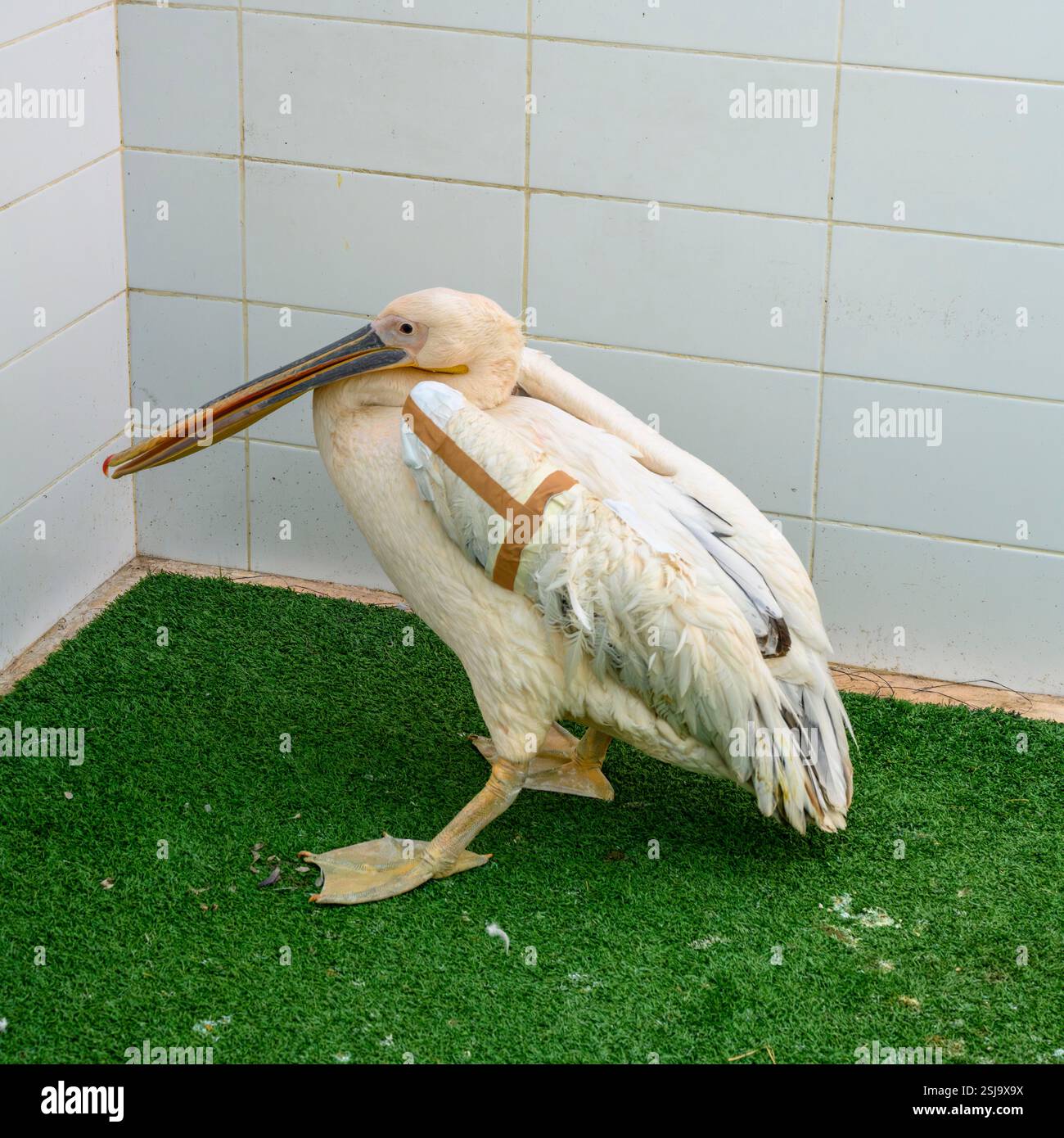 great white pelican (Pelecanus onocrotalus) recuperating after surgery ...