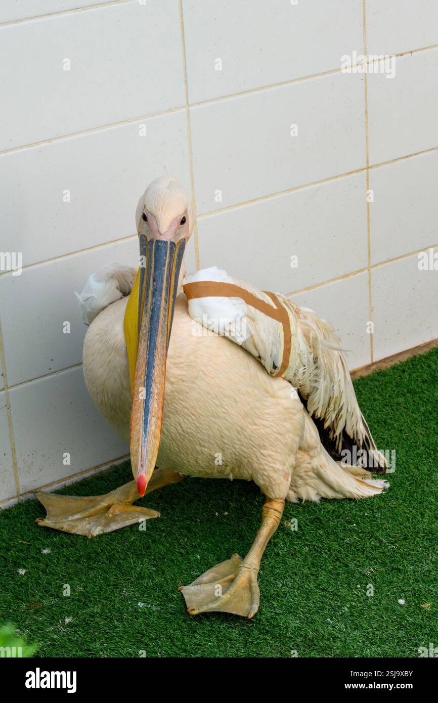 great white pelican (Pelecanus onocrotalus) recuperating after surgery ...
