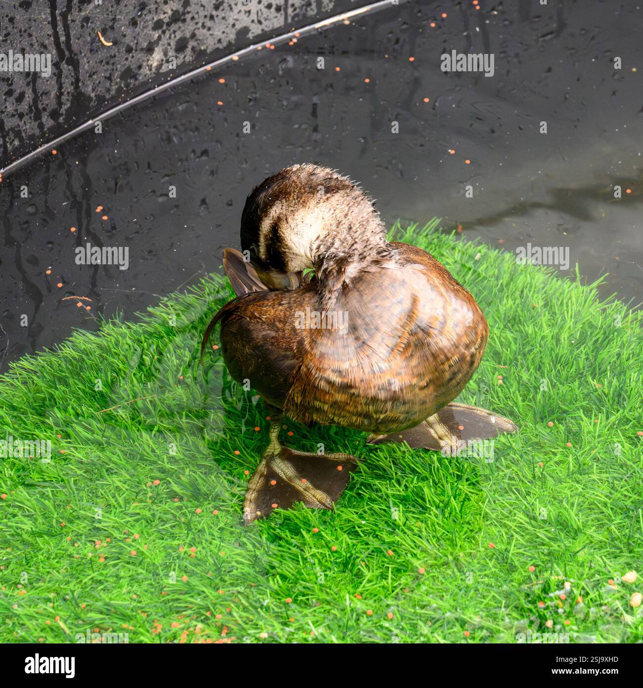 female white-headed duck (Oxyura leucocephala) near water Photographed ...