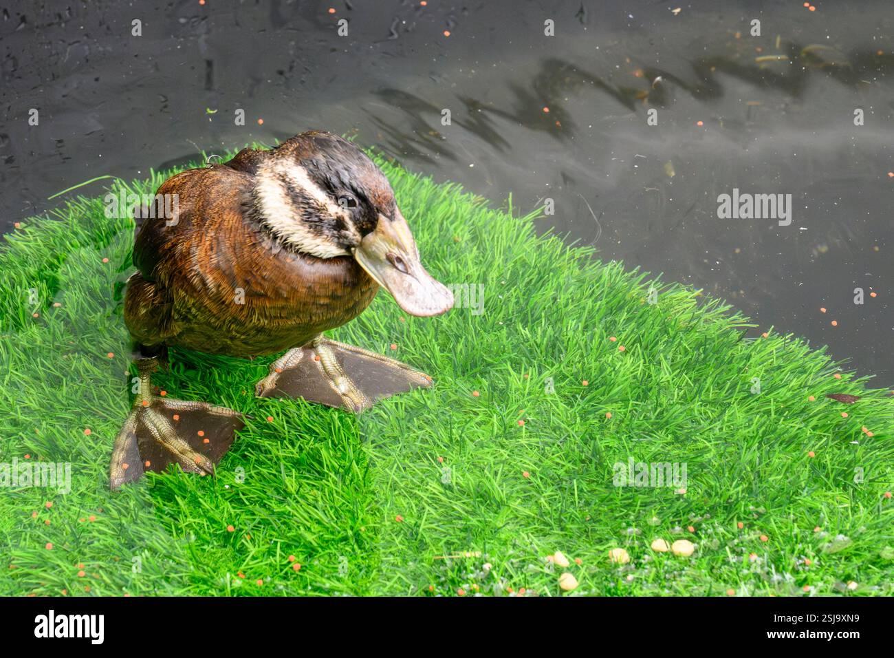 female white-headed duck (Oxyura leucocephala) near water Photographed ...