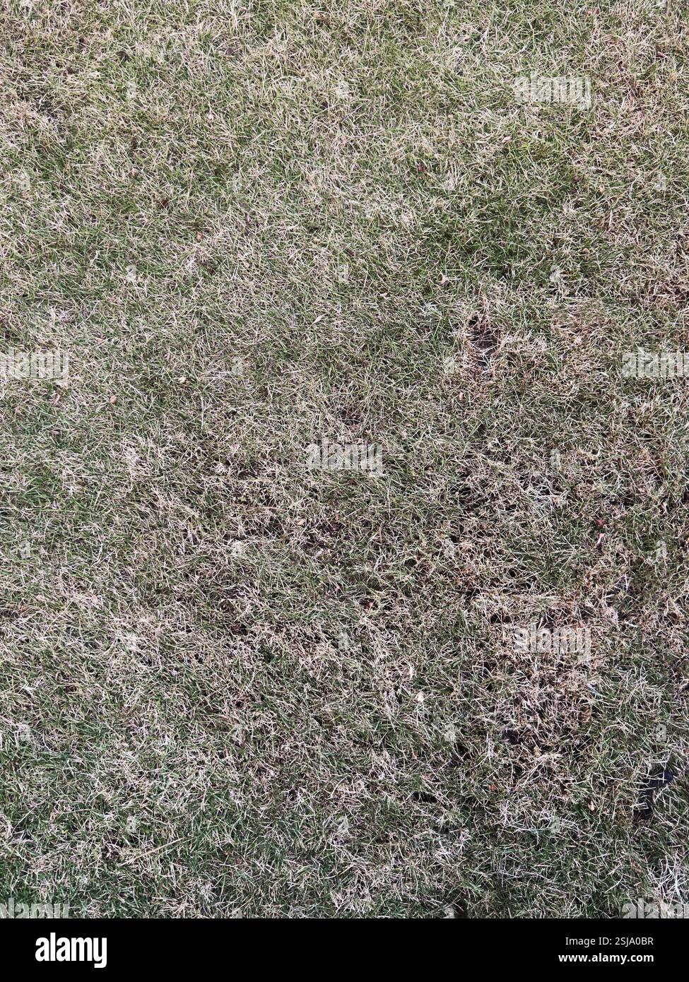 Dry grass lawn background close up view above top Stock Photo - Alamy