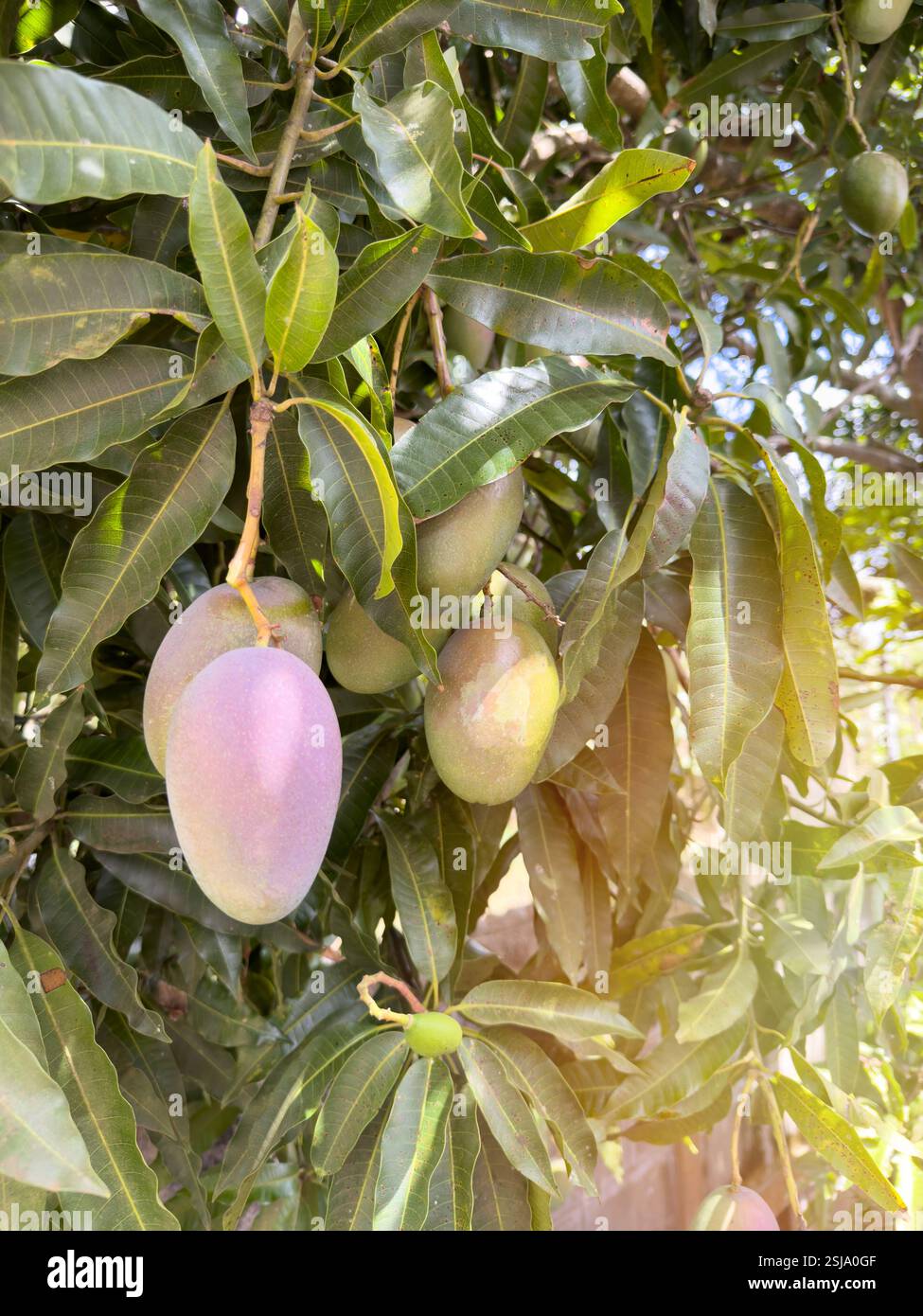 Mango tree branch with fruits on sunny light background Stock Photo - Alamy
