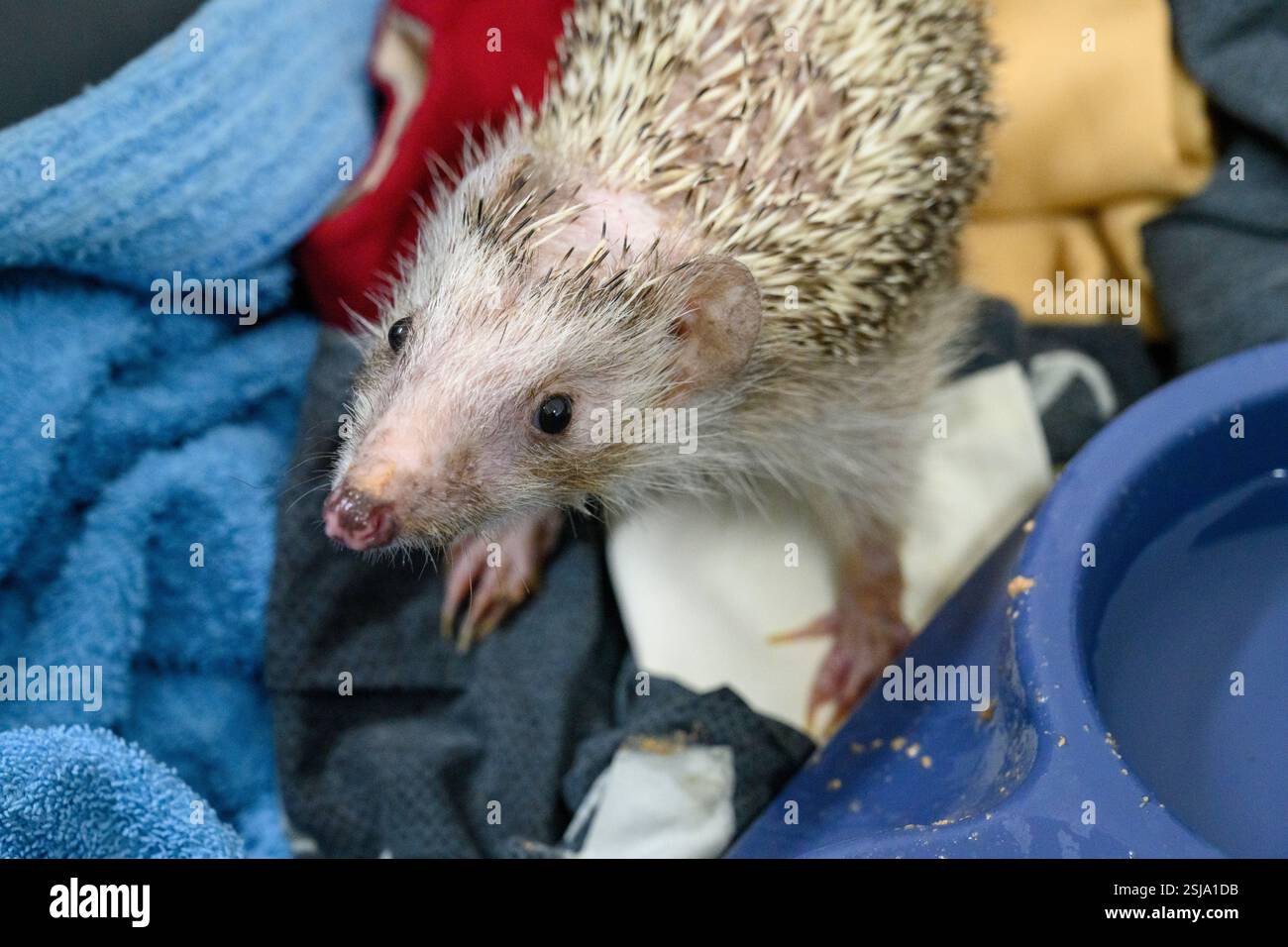 Mature female southern white-breasted hedgehog (Erinaceus concolor ...