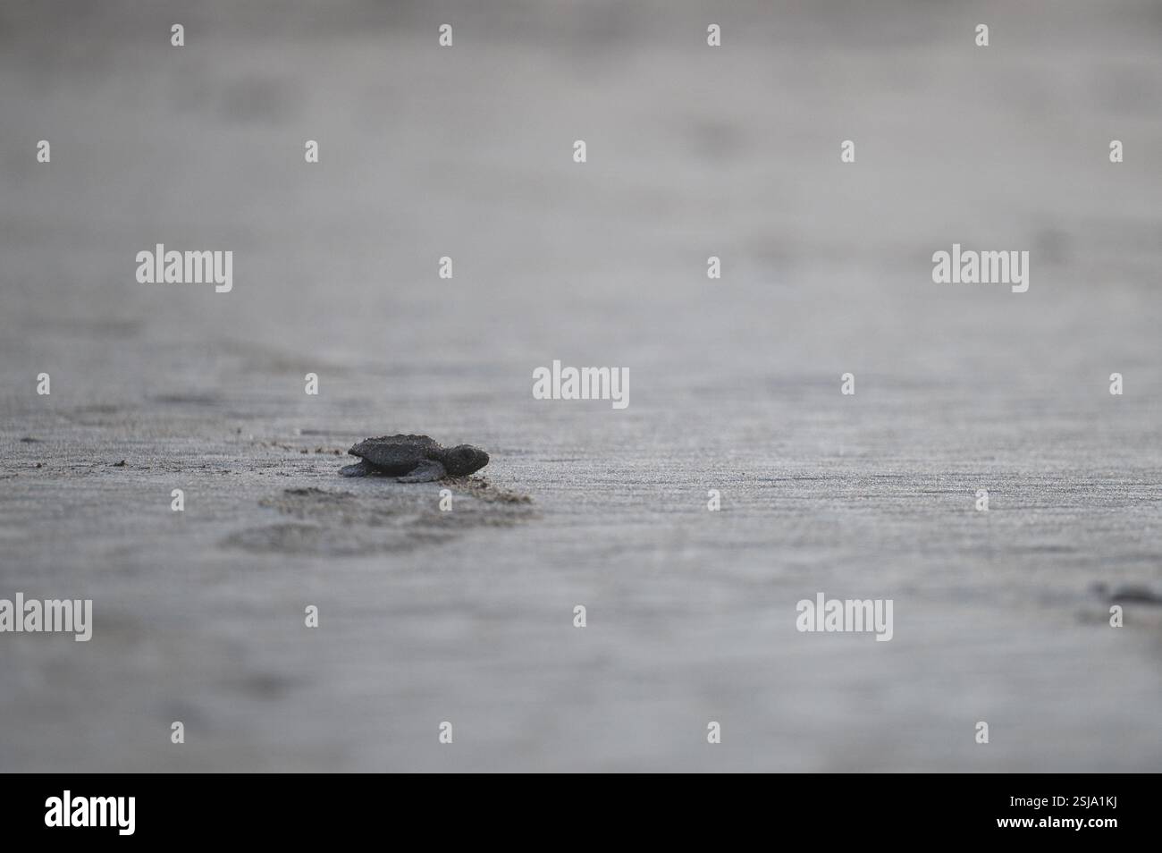 Cute baby surface hi-res stock photography and images - Alamy