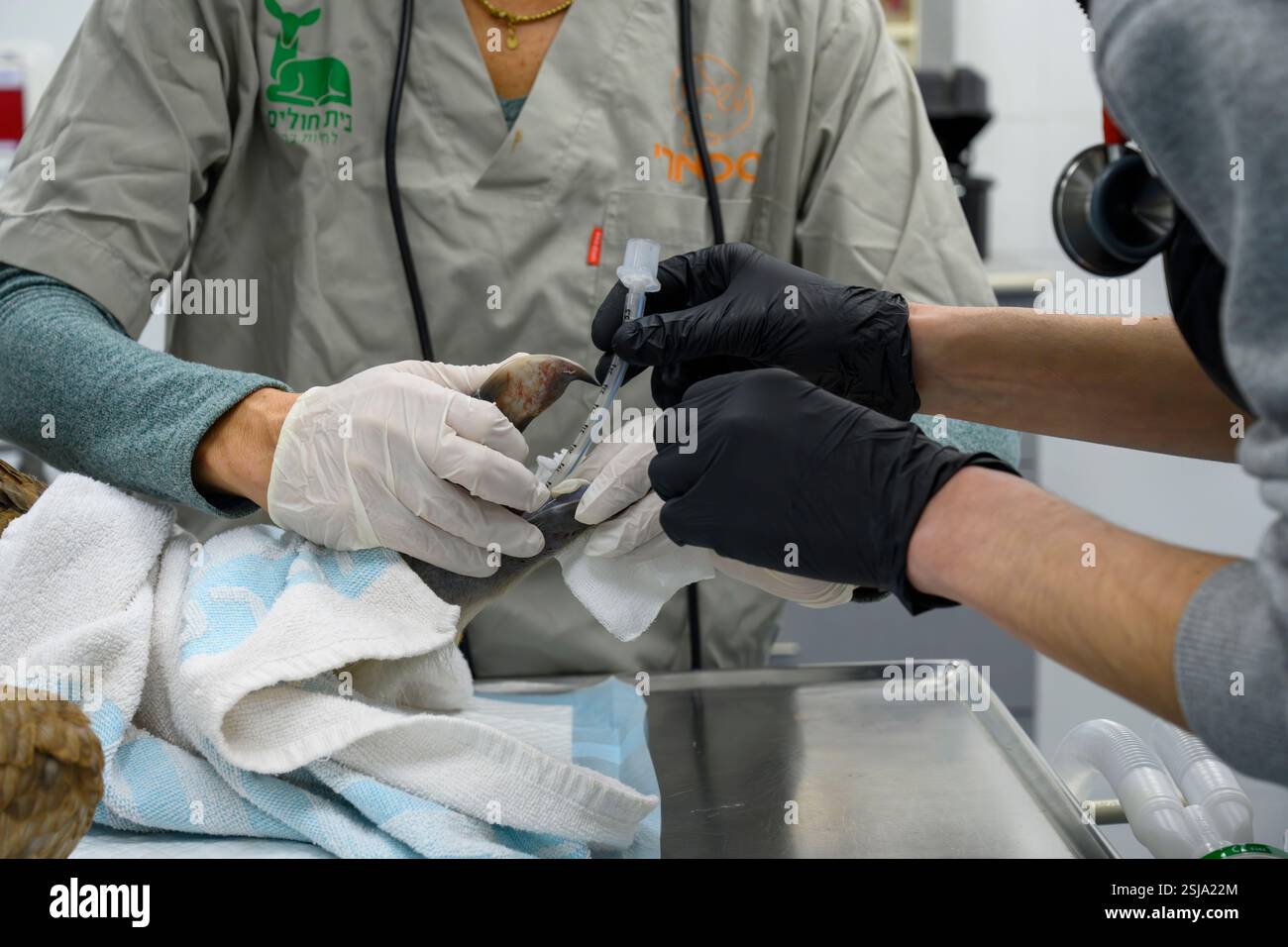 Veterinarian surgical staff are amputating the wing of an Eurasian ...