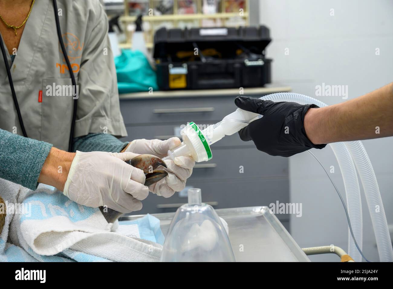 Veterinarian surgical staff are amputating the wing of an Eurasian ...