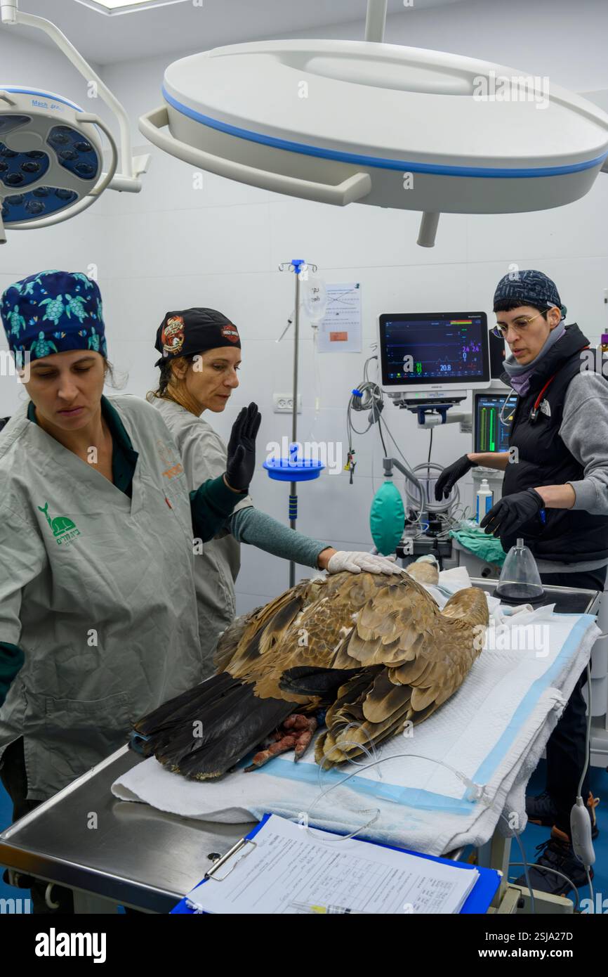 Veterinarian surgical staff are amputating the wing of an Eurasian ...