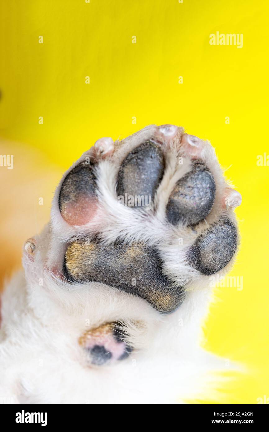 Black fluffy dog with paw out hi-res stock photography and images - Alamy