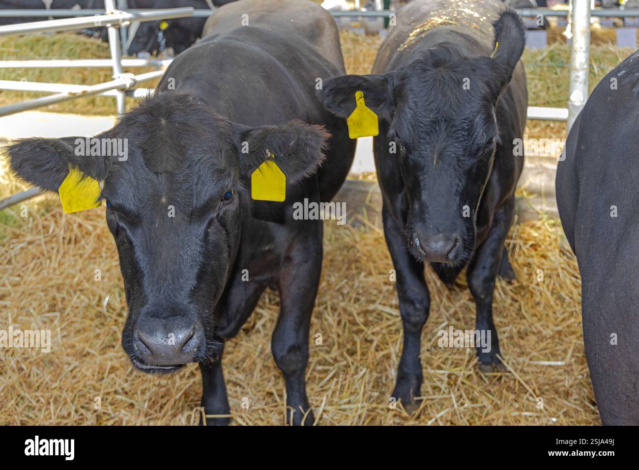 Two Black Cows Standing in Barn at Cattle Farm Stock Photo - Alamy