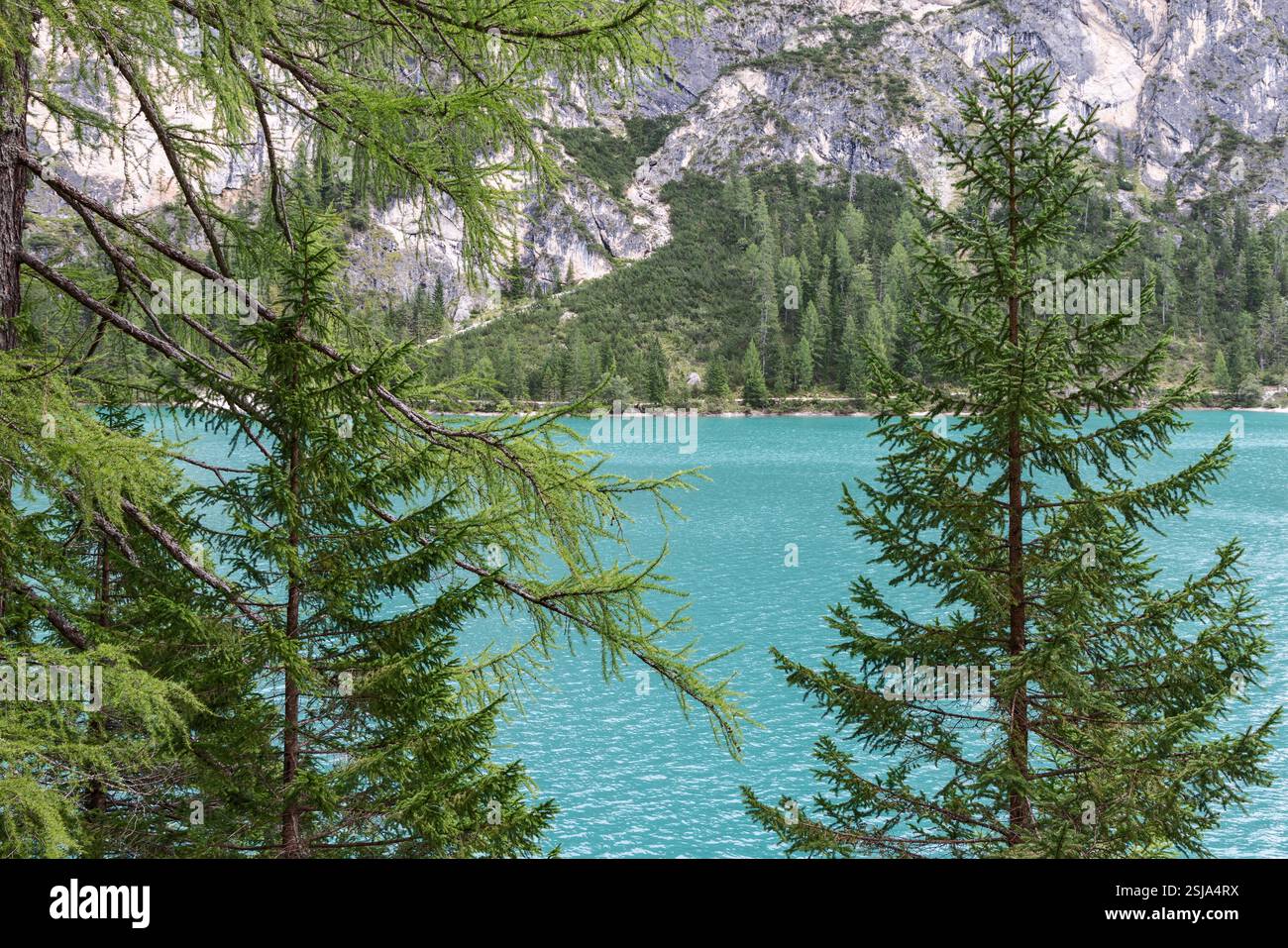 Vibrant turquoise waters of Lake Braies are framed by lush green pine ...