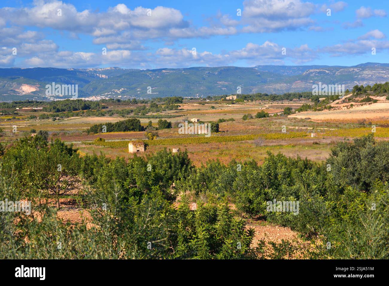 Agricultural area of Cava production in the province of Tarragona with ...