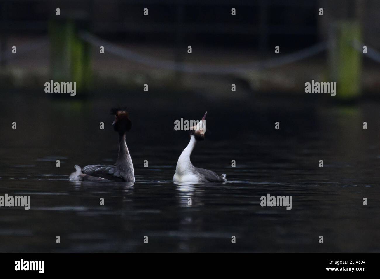 Great Crested Grebes perform their courtship dance on the Serpentine ...