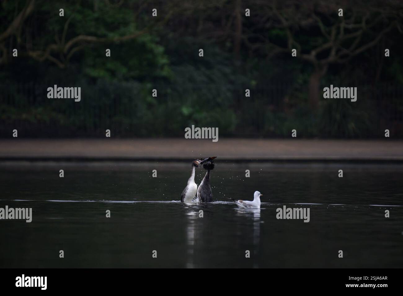 Great Crested Grebes perform their courtship dance on the Serpentine ...