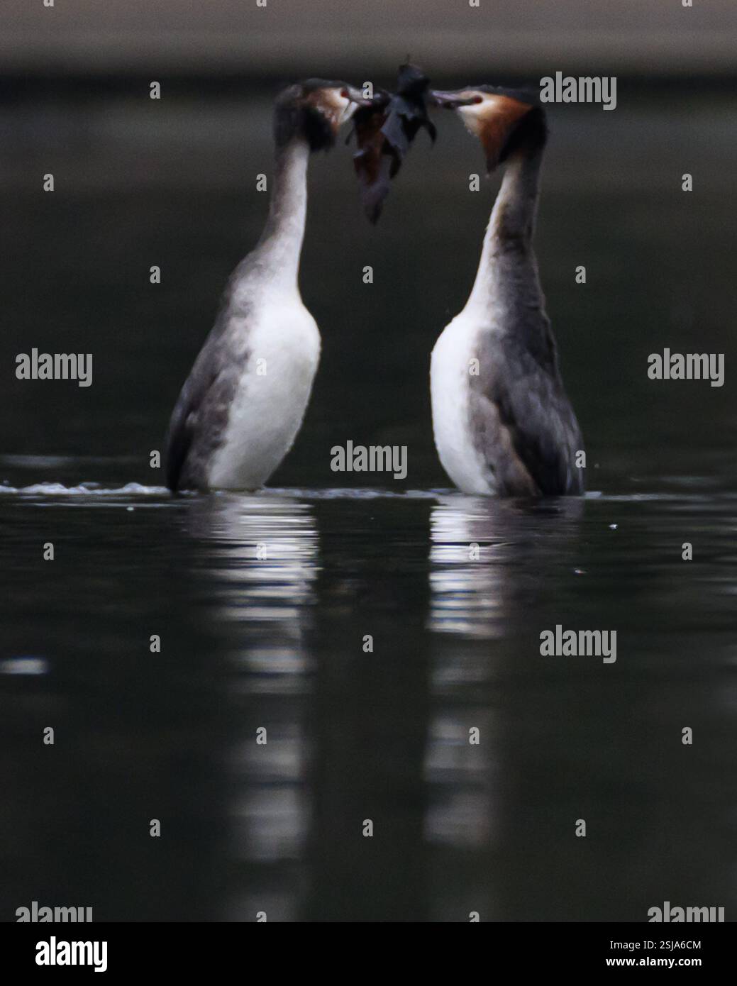Great Crested Grebes perform their courtship dance on the Serpentine ...