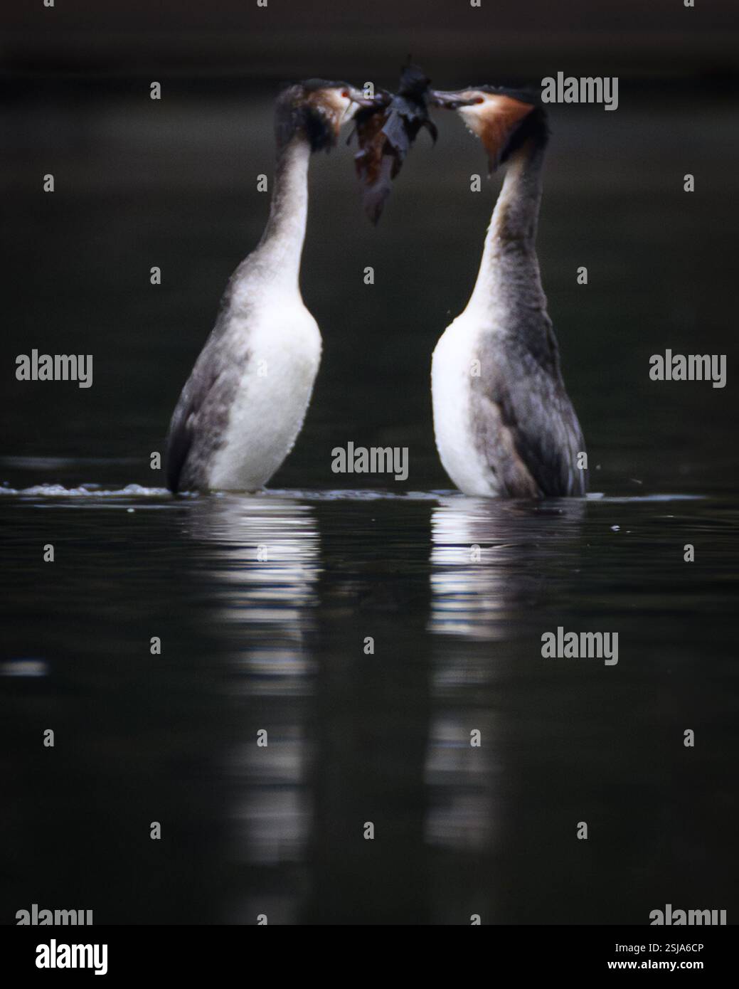 Great Crested Grebes perform their courtship dance on the Serpentine ...
