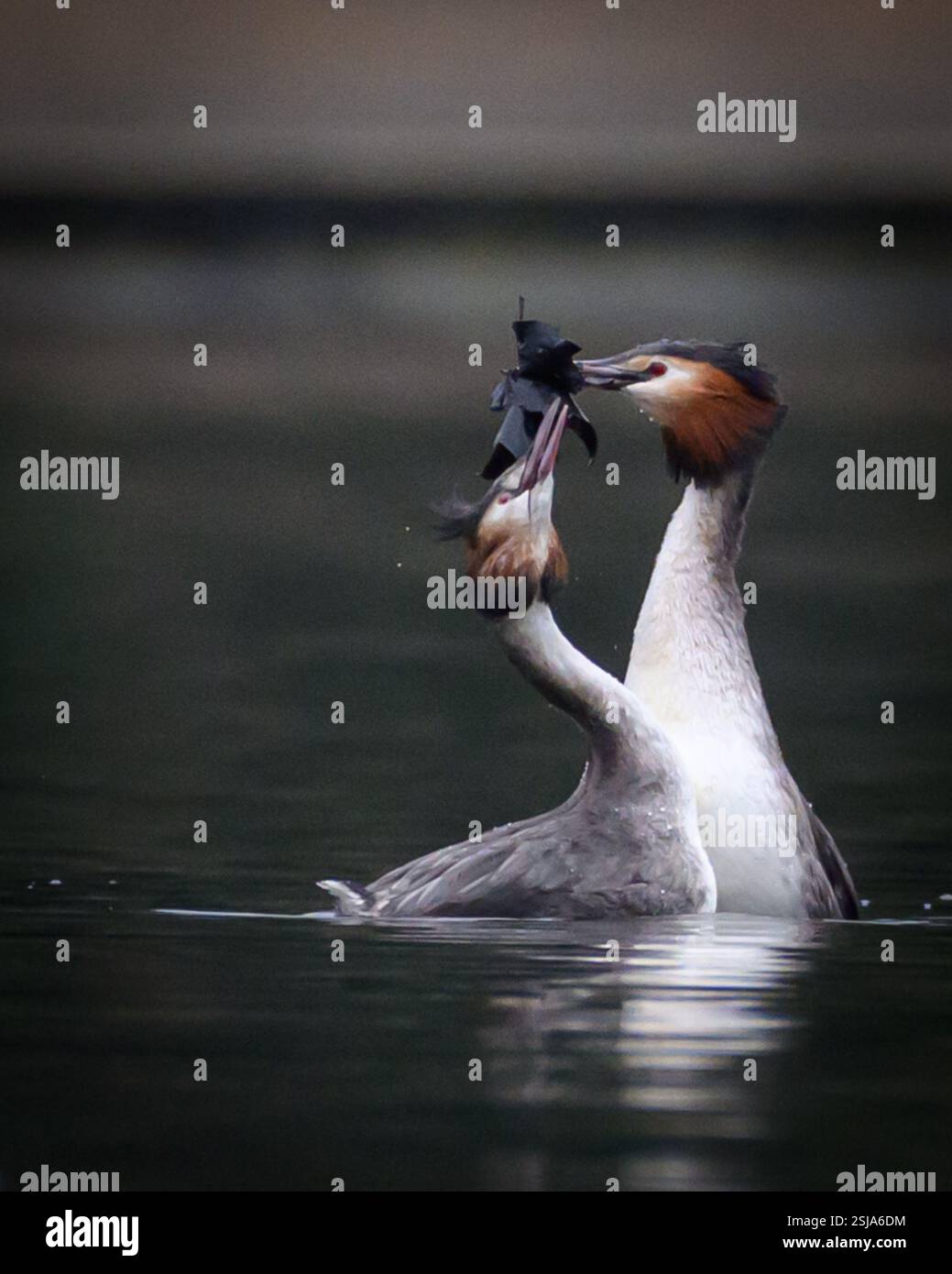 Great Crested Grebes perform their courtship dance on the Serpentine ...