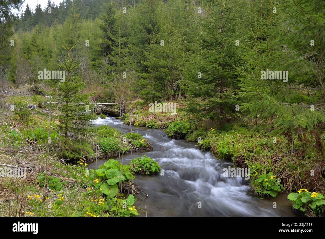 River tarnava mica hi-res stock photography and images - Alamy