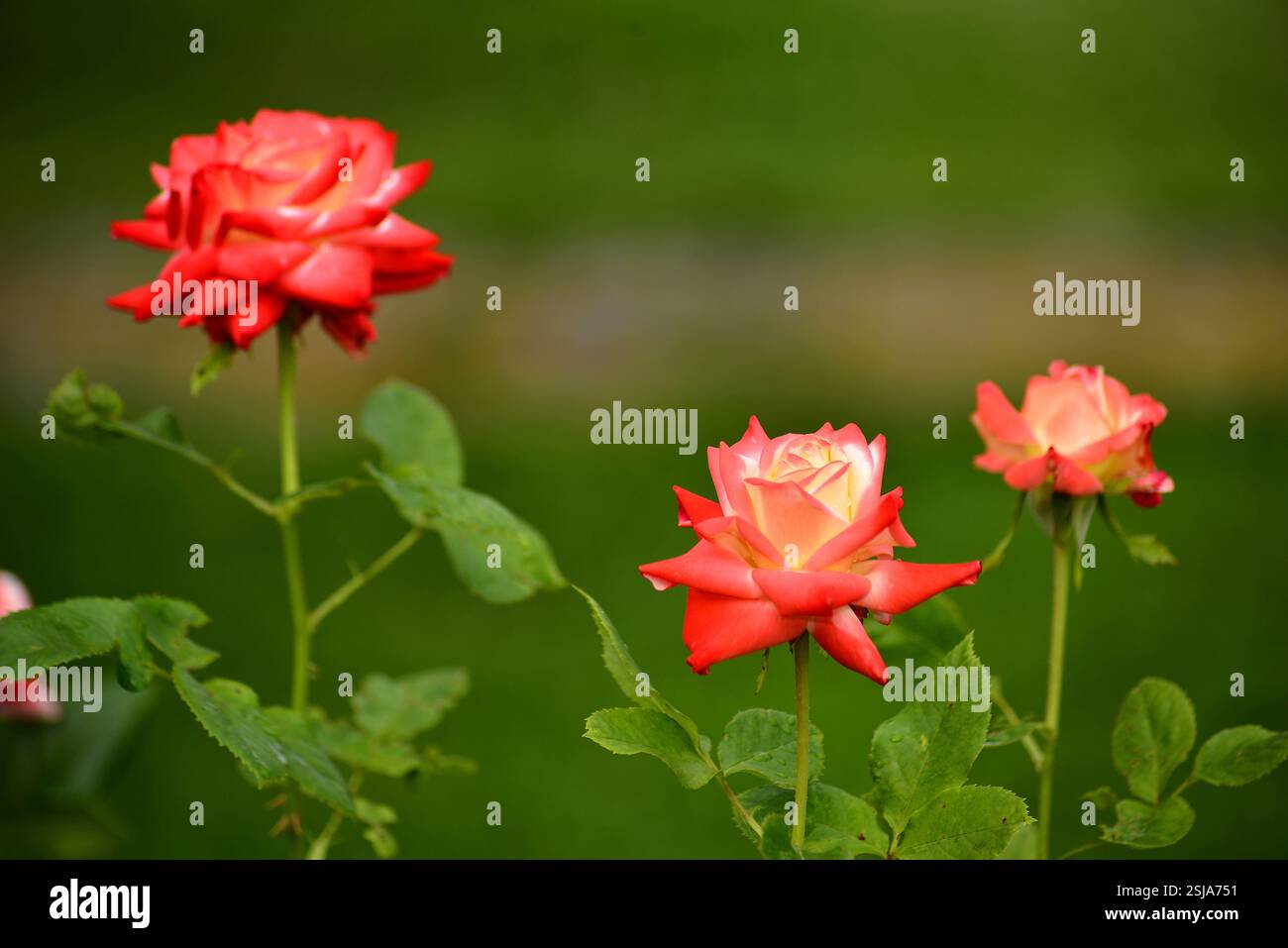 View of three roses, one of them sharp and the other two blurred, a ...